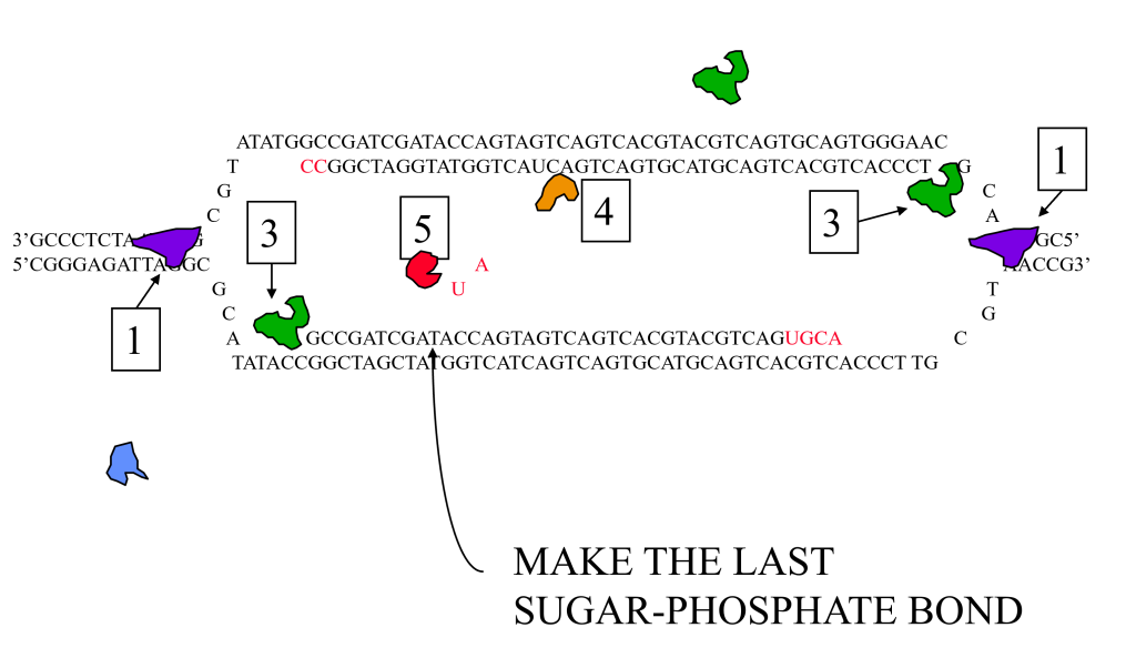 Activity #2 | DNA and Chromosome Structure - passel