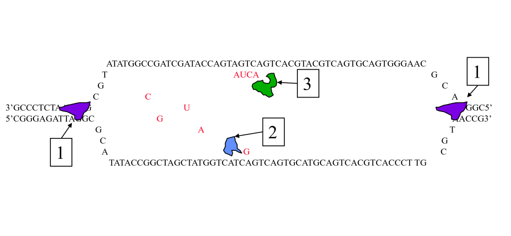 Activity #2 | DNA and Chromosome Structure - passel