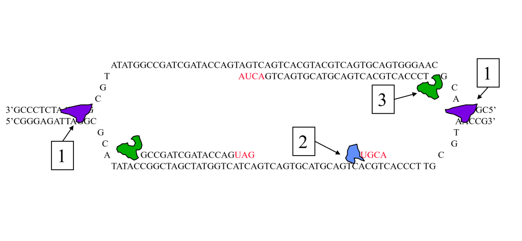 Activity #2 | DNA and Chromosome Structure - passel