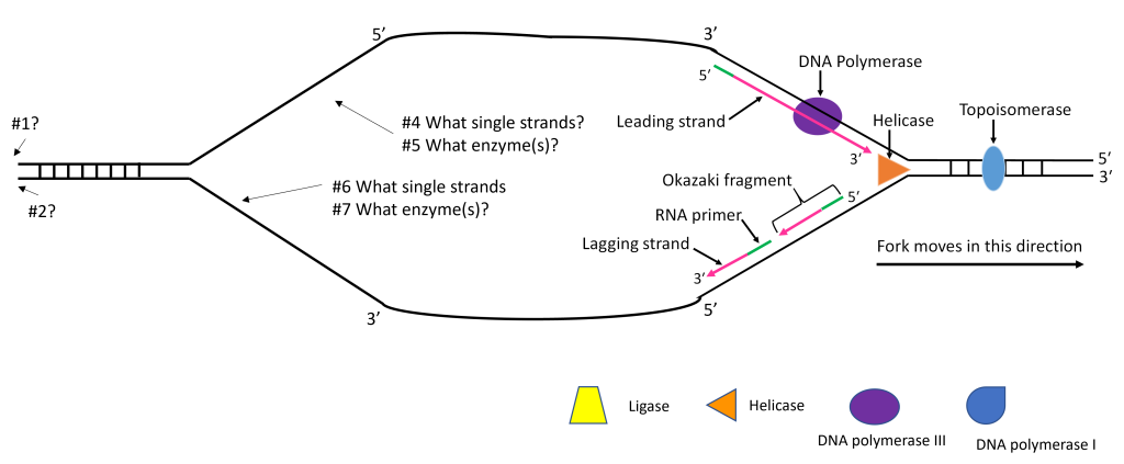 Activity #1 | DNA and Chromosome Structure - passel