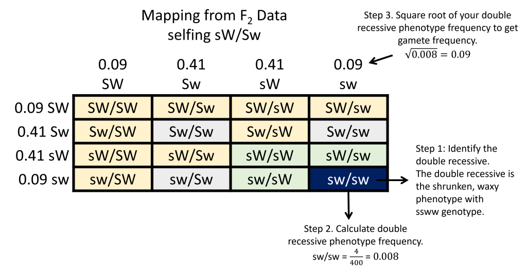 Map Distances from F2 Data | Linkage - Part 1 - Biology and Mathematics ...