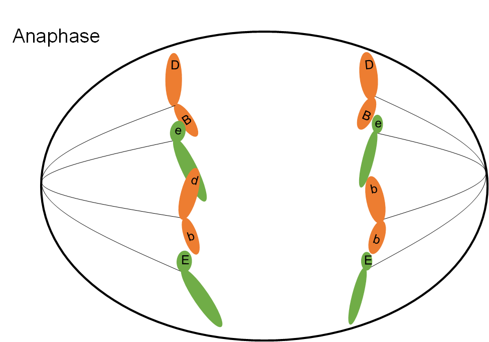 Anaphase Of Mitosis Diagram