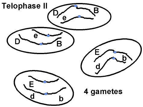 Meiosis: Telophase II | Mitosis and Meiosis and the Cell Cycle - passel