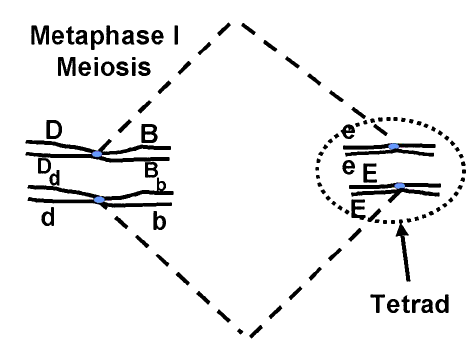 Meiosis: Metaphase I | Mitosis and Meiosis and the Cell Cycle - passel