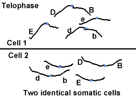 Mitosis: Telophase | Mitosis and Meiosis and the Cell Cycle - passel