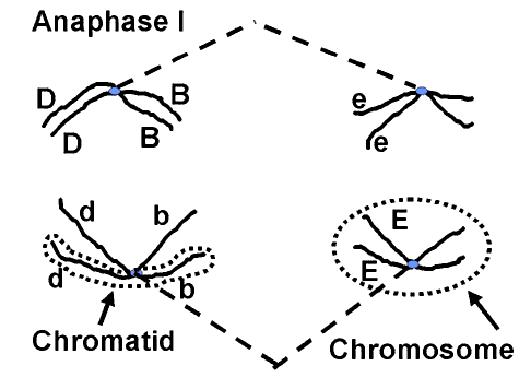 Meiosis: Anaphase I | Mitosis and Meiosis and the Cell Cycle - passel