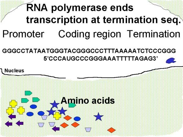 Transcription: control from the promoter and termination sequence ...