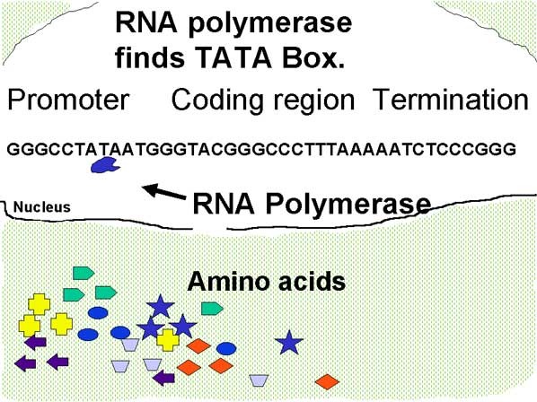 Transcription: control from the promoter and termination sequence ...