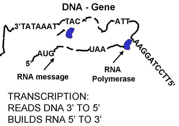 Transcription: control from the promoter and termination sequence ...