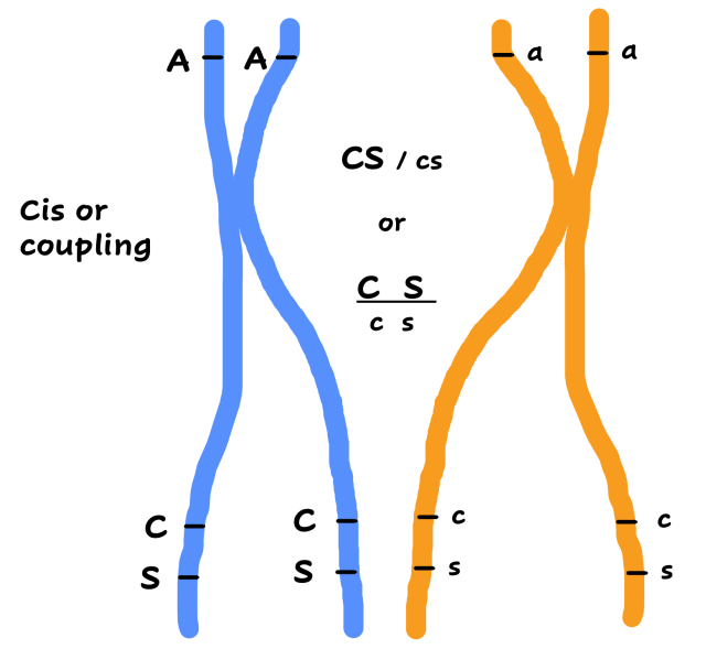 Cis Versus Trans | Linkage - Part 1 - Biology and Mathematics of Linked ...
