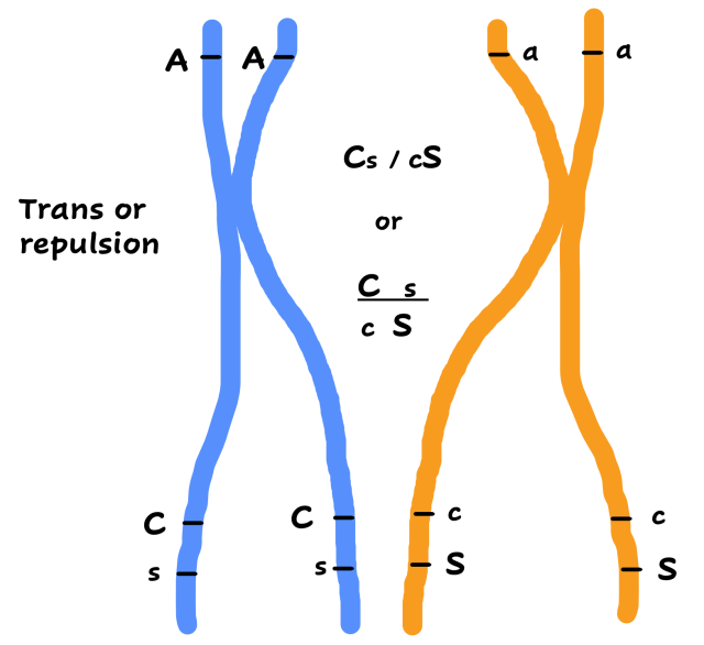 Cis Versus Trans | Linkage - Part 1 - Biology and Mathematics of Linked ...