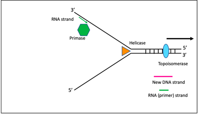 Step 1: Initiating replication at the Ori | DNA and Chromosome ...