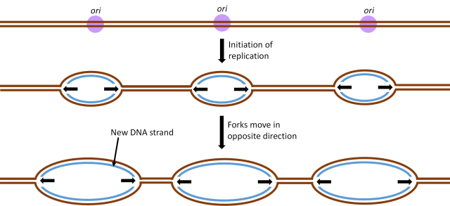Activity #3 | DNA and Chromosome Structure - passel