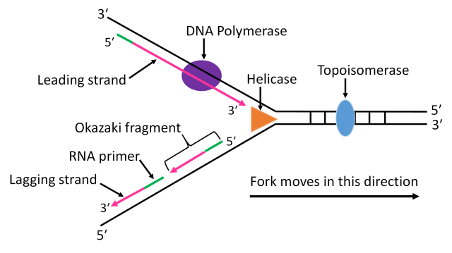 Step 3: Synthesis of leading and lagging strands | DNA and Chromosome ...