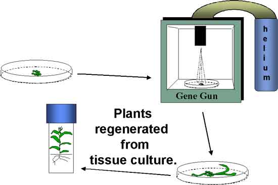 Agrobacterium Genetic Engineering Agrobacterium: A Plant Gene Transfer