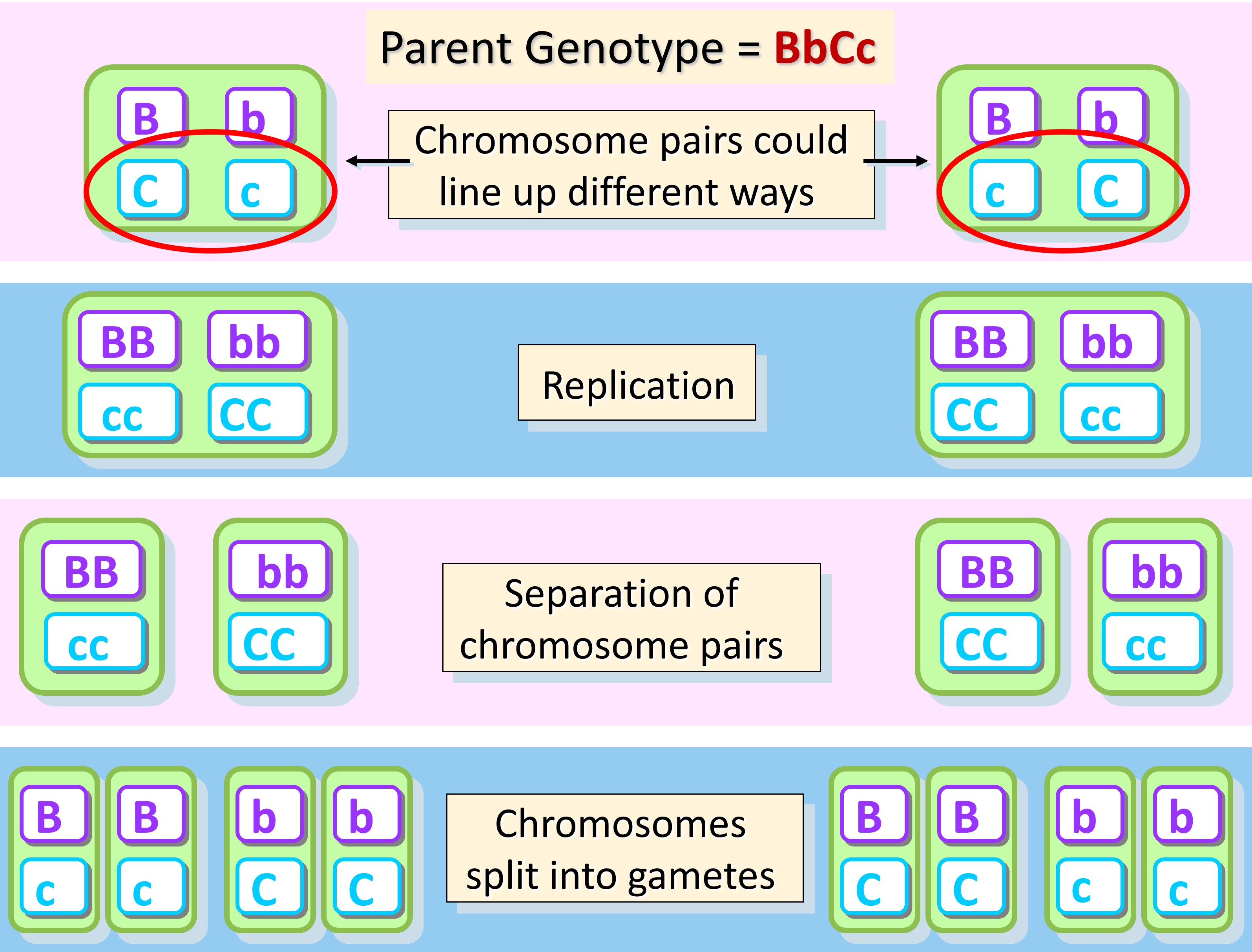 Law Of Segregation Meiosis Unit 6: Meiosis And Genetics BIOLOGY
