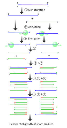 Polymerase Chain Reaction Cycle Amplifying Dna Cycles Pcr Polymerase
