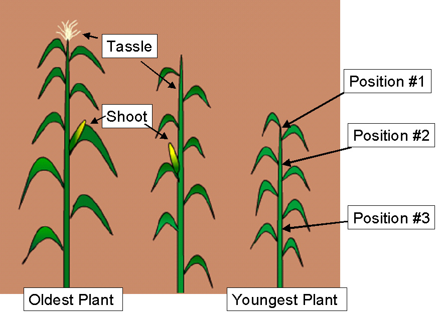 Maize Plant Diagram The Origins Of Maize Genetics | Nature Reviews