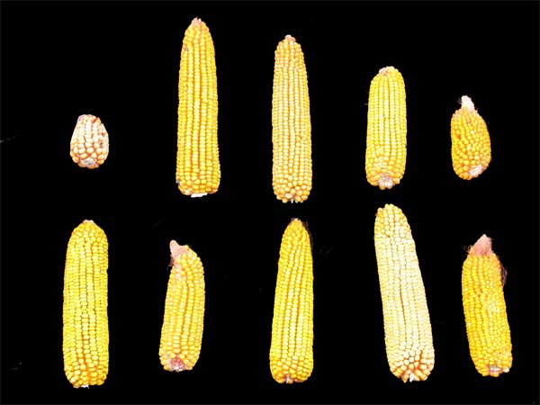 Quantitative Genetics And Maize Breeding Home Linkage Mapping And