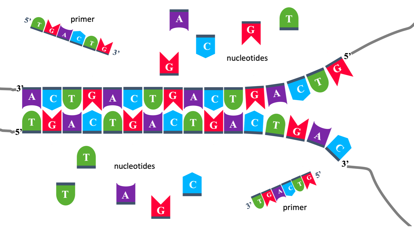 Polymerase Chain Reaction Steps For Kids Polymerase Chain Reaction